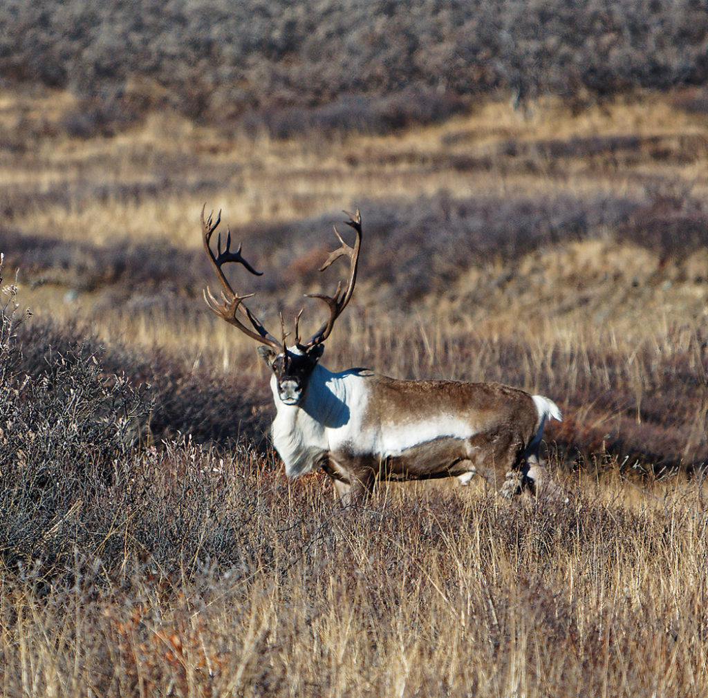 Backpacking with Caribou - Arctic Refuge - Tundra Travels