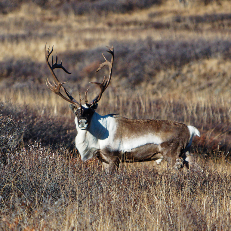 Backpacking with Caribou - Arctic Refuge - Tundra Travels